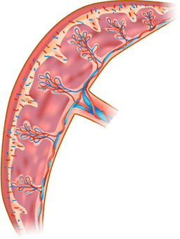 Gestation and birth in humans KS3 | Y8 Science Lesson Resources | Oak ...