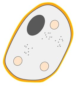 Classification at the cellular level KS3 | Y8 Science Lesson Resources ...