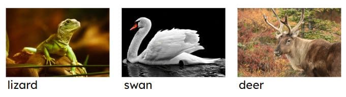 Classification keys KS2 | Y4 Science Lesson Resources | Oak National ...