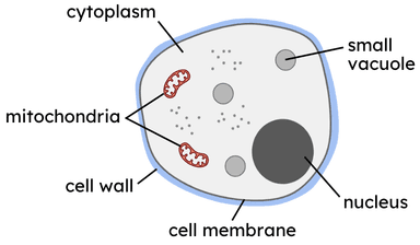 Classification at the cellular level KS3 | Y8 Science Lesson Resources ...