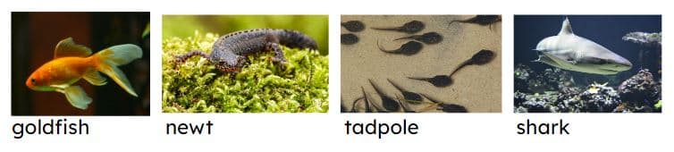 Naming fish and amphibians KS1 | Y1 Science Lesson Resources | Oak ...