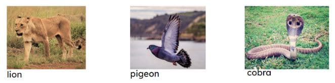 Animal structure KS1 | Y1 Science Lesson Resources | Oak National Academy