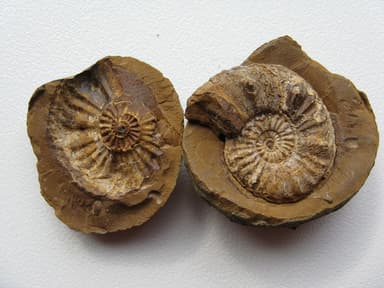 Fossils show that species change over time KS3 | Y9 Science Lesson ...