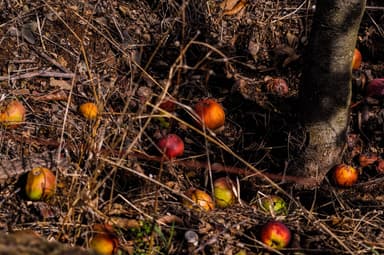 Simple food chains KS2 | Y4 Science Lesson Resources | Oak National Academy