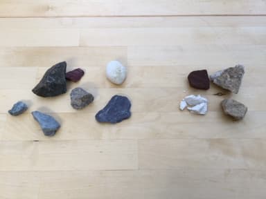 Grouping animals KS2 | Y4 Science Lesson Resources | Oak National Academy