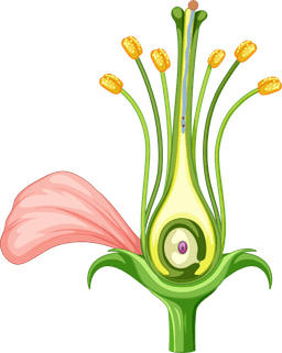 Pollination and fertilisation KS3 | Y9 Science Lesson Resources | Oak ...