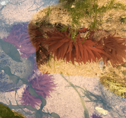 Plants and animals in microhabitats KS1 | Y2 Science Lesson Resources ...