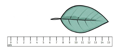 Measure length using a ruler KS1 | Y1 Maths Lesson Resources | Oak ...