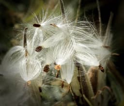 Seed dispersal: practical KS3 | Y9 Science Lesson Resources | Oak ...