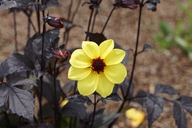 The parts of a flower KS2 | Y3 Science Lesson Resources | Oak National ...