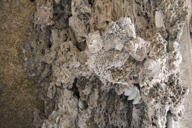 How fossils are formed KS2 | Y3 Science Lesson Resources | Oak National ...