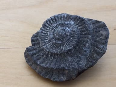 More about fossil formation KS2 | Y3 Science Lesson Resources | Oak ...