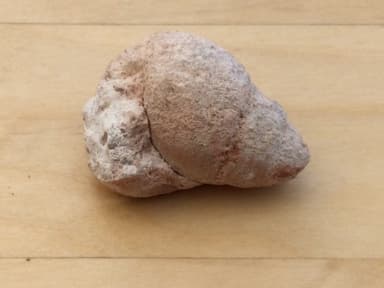 More about fossil formation KS2 | Y3 Science Lesson Resources | Oak ...