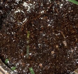 Lesson: What soils are made from | KS2 Science | Oak National Academy