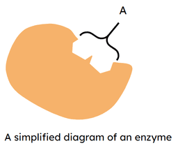 Enzymes: function, structure and specificity Higher AQA KS4 | Y10 ...