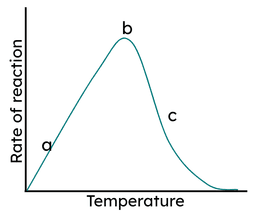 Effects of substrate concentration and temperature on rate of enzyme ...