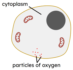 Diffusion through a selectively-permeable membrane: practical KS3 | Y7 ...