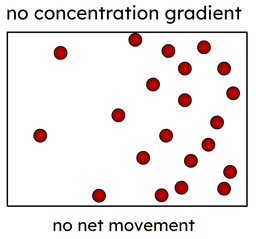 Diffusion through the cell membrane KS3 | Y7 Science Lesson Resources | Oak National Academy