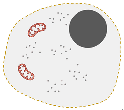 Diffusion through the cell membrane KS3 | Y7 Science Lesson Resources ...