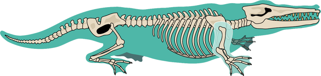 The fossil record provides evidence for evolution Higher OCR KS4 | Y10 ...
