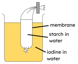 Diffusion through a selectively-permeable membrane: practical KS3 | Y7 ...