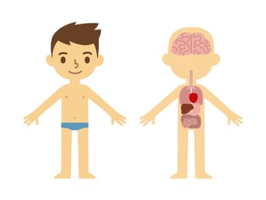 Body parts on the inside KS1 | Y1 Science Lesson Resources | Oak ...