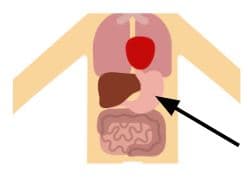Body parts for our senses KS1 | Y1 Science Lesson Resources | Oak ...