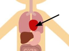 Body parts on the inside KS1 | Y1 Science Lesson Resources | Oak ...