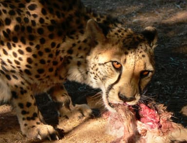 Predators and prey in a food chain KS2 | Y4 Science Lesson Resources ...