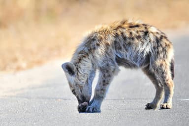 Animal adaptations KS2 | Y6 Science Lesson Resources | Oak National Academy