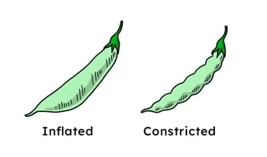 Explaining inheritance: Mendel and beyond Foundation AQA KS4 | Y10 ...
