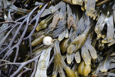 Lesson: Estimating population size and distribution using transects ...