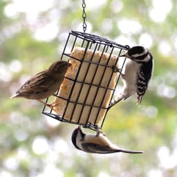 Grouping animals KS2 | Y4 Science Lesson Resources | Oak National Academy