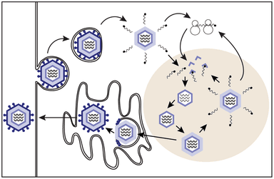 Bacterial and viral diseases in humans: Salmonella and influenza ...