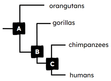 Common ancestors and transitional species Foundation AQA KS4 | Y10 ...
