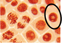 Lesson: Observing mitosis in plant cells using a light microscope ...