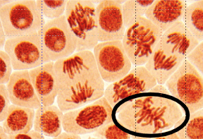 Lesson: Observing mitosis in plant cells using a light microscope ...