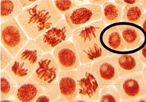 Lesson: Observing mitosis in plant cells using a light microscope ...