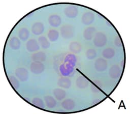 Microscopy of human blood cells and blood vessels Foundation OCR KS4 ...
