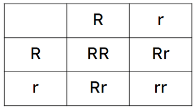 Models of single-gene inheritance: Punnett squares Foundation AQA KS4 ...