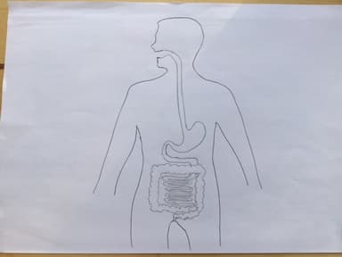 Presenting the human digestive system KS2 | Y4 Science Lesson Resources ...