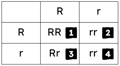 Models of single-gene inheritance: family tree diagrams Higher AQA KS4 ...