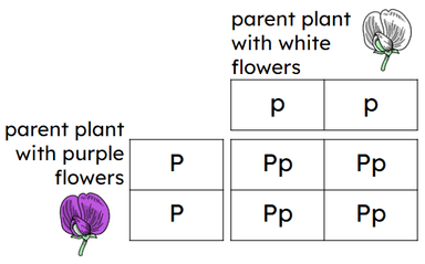 Explaining inheritance: Mendel and beyond Higher AQA KS4 | Y10 Biology ...