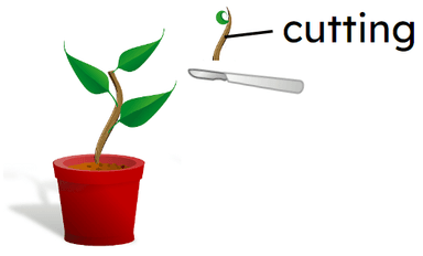 Meristem cells in plants Foundation Edexcel KS4 | Y10 Combined science ...