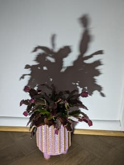 Shadow size: do KS2 | Y3 Science Lesson Resources | Oak National Academy