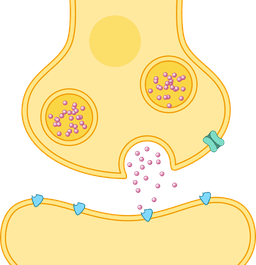 The structure and function of a reflex arc Foundation AQA KS4 | Y10 ...