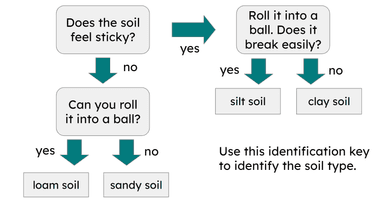 Classification keys KS2 | Y4 Science Lesson Resources | Oak National ...