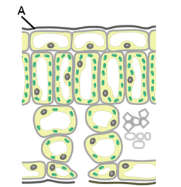 Plant defences against disease Foundation AQA KS4 | Y11 Biology Lesson ...