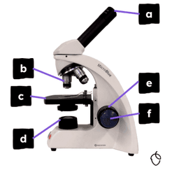 Light microscopy: observing and identifying microorganisms Higher OCR ...