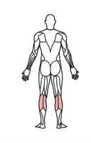 Muscles of the body and antagonistic pairs AQA KS4 | Y10 Physical ...